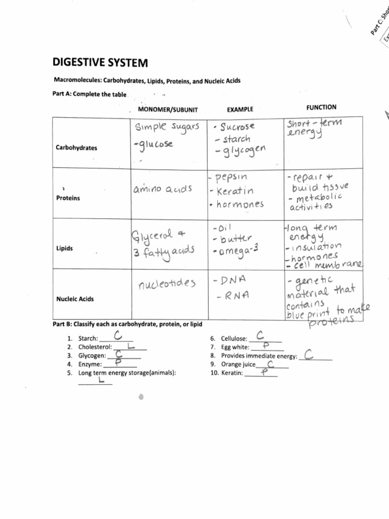 Digestive System Answer Key 2023 | PDF