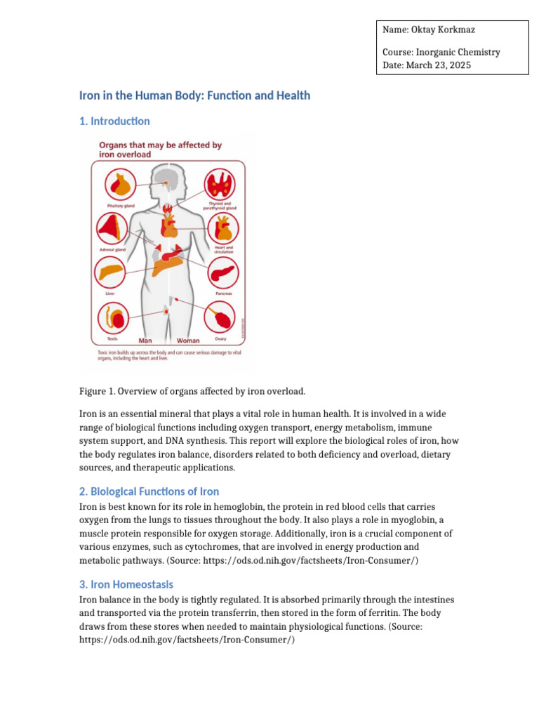 Iron in The Human Body Report Optimized | PDF | Iron | Biology
