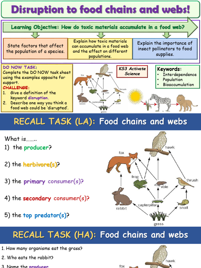 Disruption To Food Chains and Webs | PDF | Foods | Insecticide