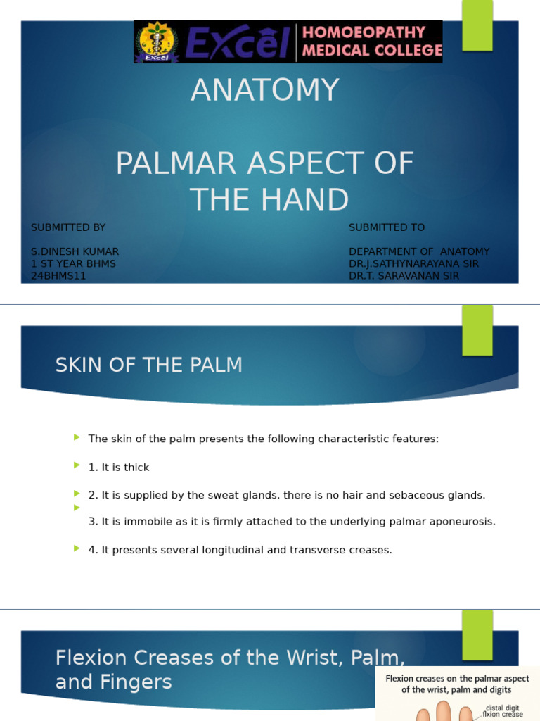 Palmar Aspect of The Hand (Anatomy) | PDF | Hand | Musculoskeletal System