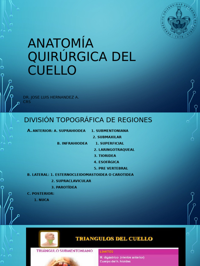 Anatomía Quirúrgica Del Cuello | PDF | Hormona estimulante de la tiroides | Tiroides