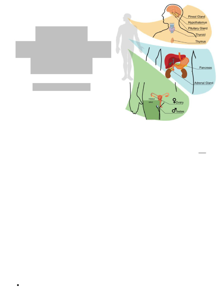 Lecture 4. Endocrine System | PDF | Endocrine System | Adrenal Gland