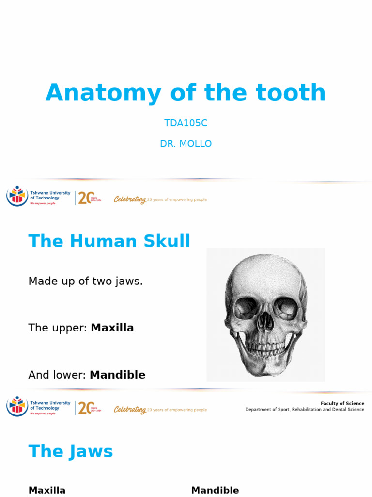 Anatomy of The Tooth 2025 2 | PDF | Dental Anatomy | Tooth