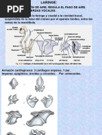FARINGE y LARINGE - Anatomía II, Veterinaria | PDF | Laringe ...
