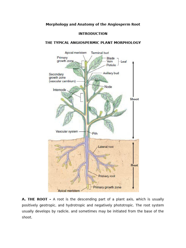 Morphology and Anatomy of The Angiosperm Root | PDF | Fruit | Leaf