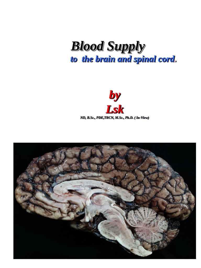 Blood Supply to Brain and Spinal Cord | PDF | Spinal Cord | Brainstem