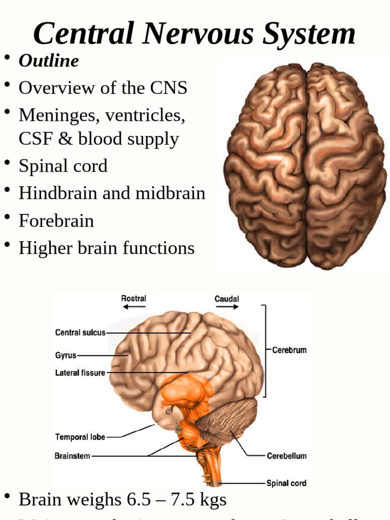 CNS Anat Overview May 2014 | PDF | Spinal Cord | Cerebral Cortex