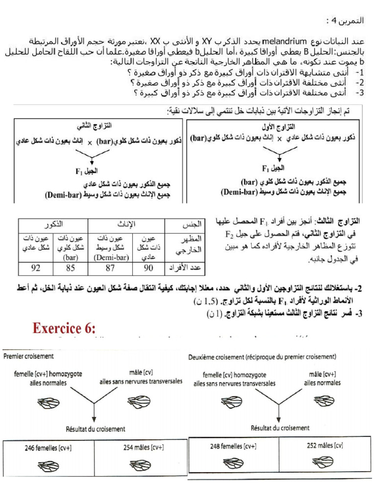 Monoh Bac | PDF