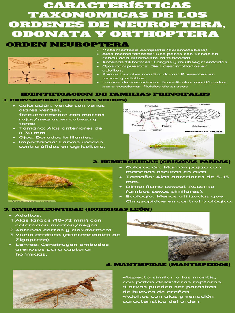 The Secret Life of Insects | PDF | Insectos | Hexapoda