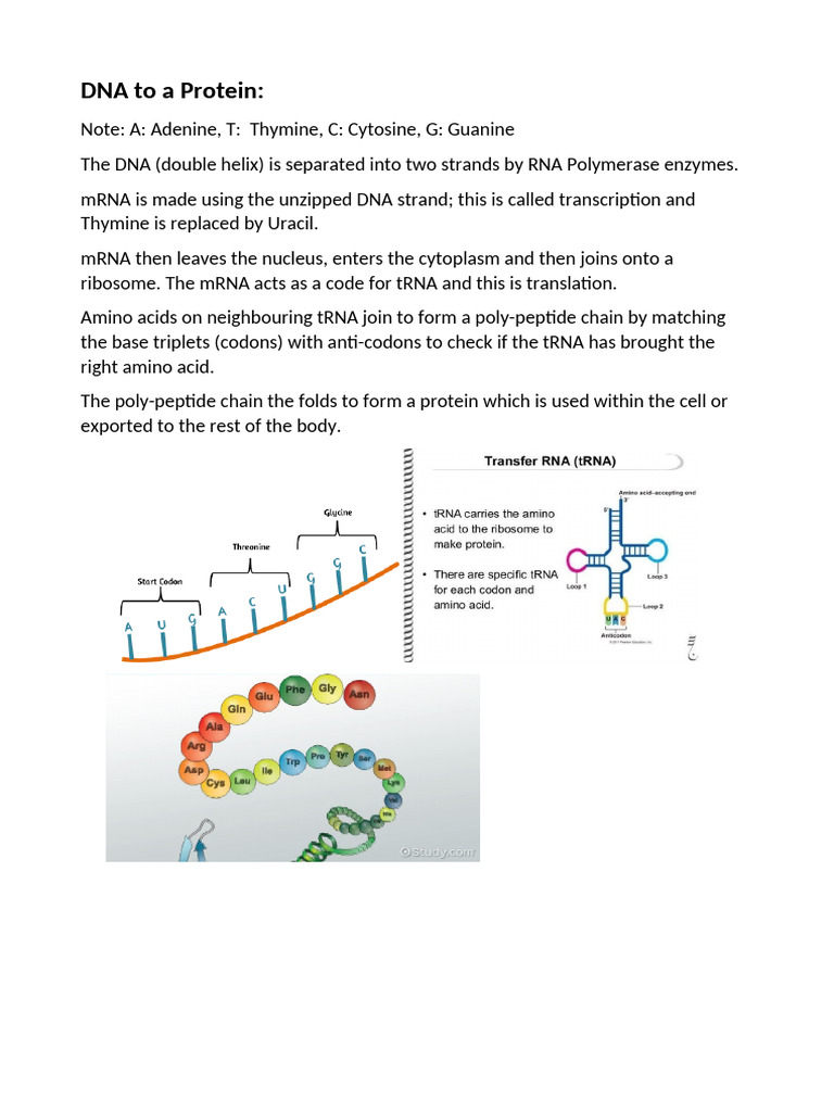 DNA Transcription and Protein Translation | PDF