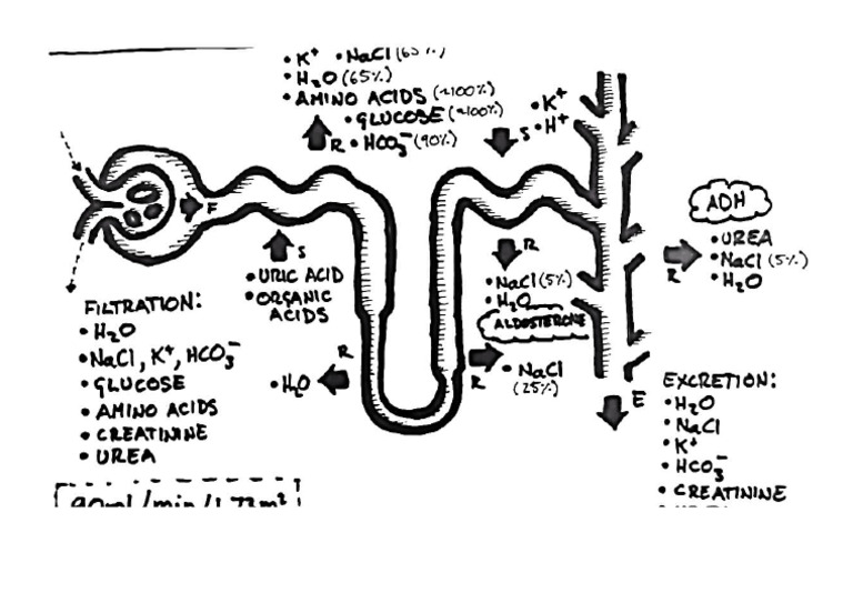 Nephron Poster | PDF