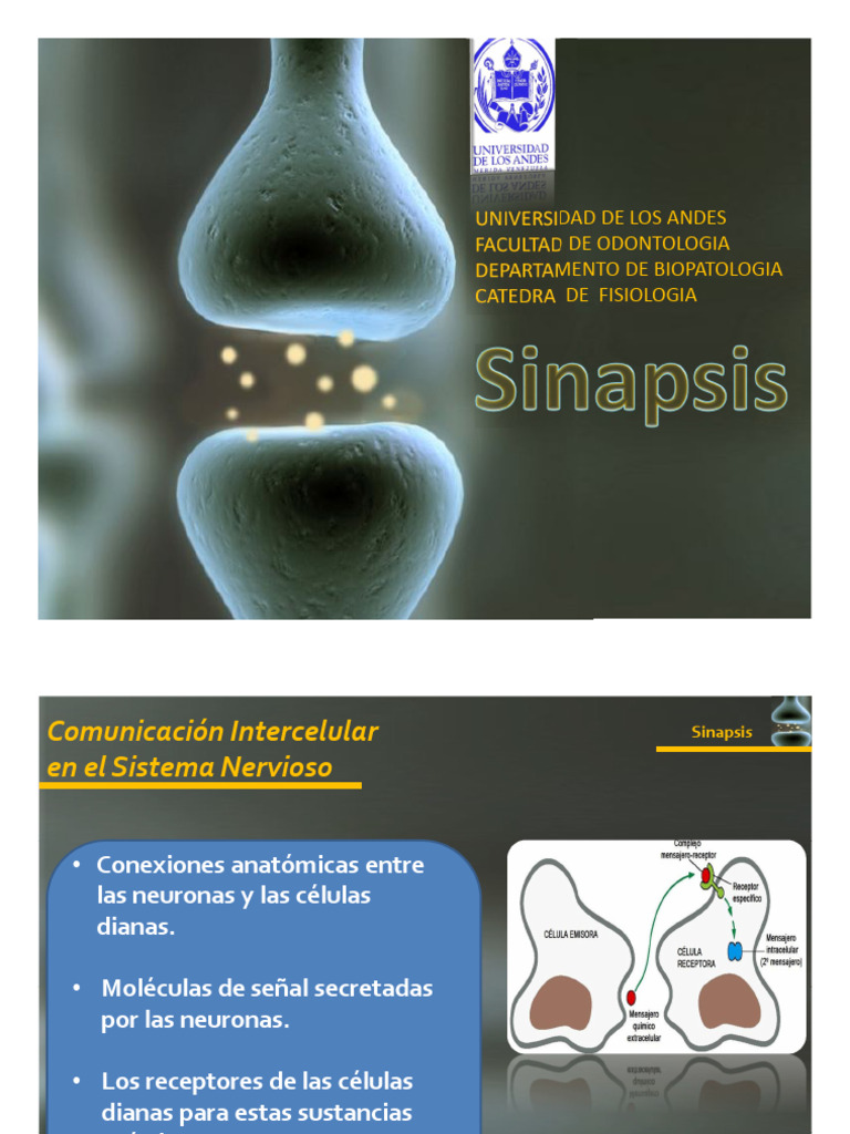 Tema 8 Sinapsis | PDF | Sinapsis | Neurona
