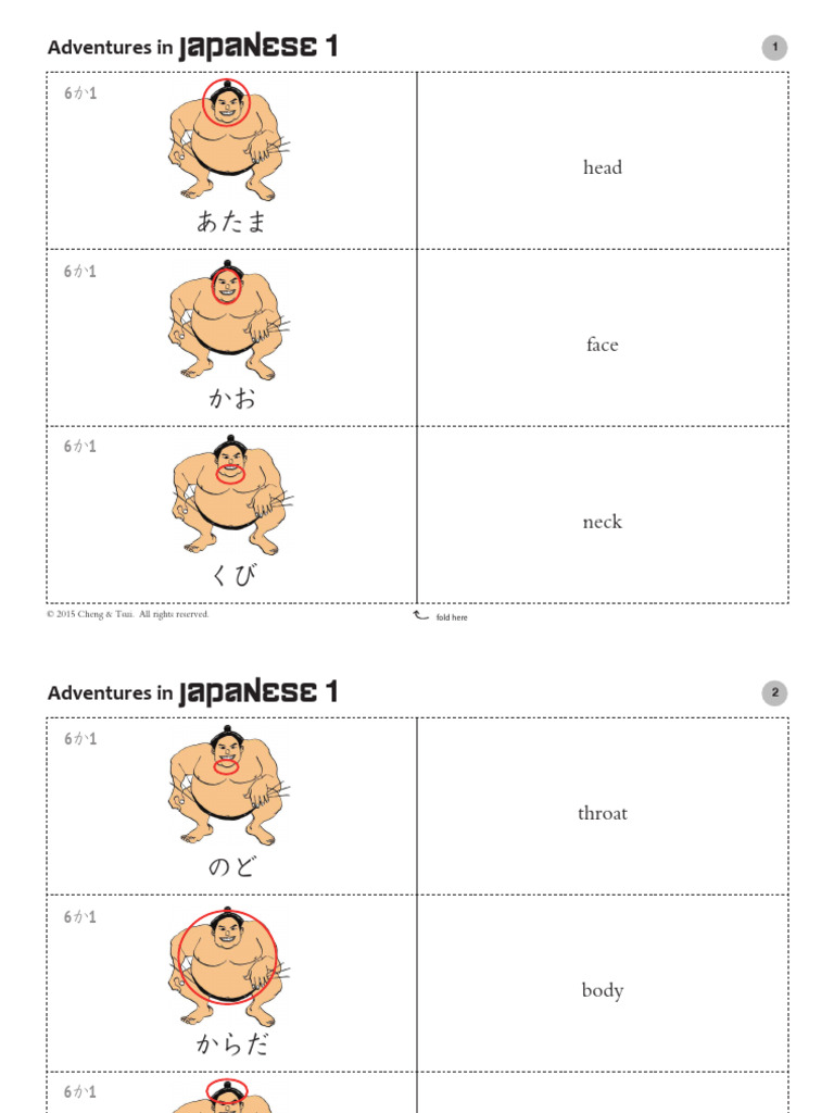 AIJ Flashcards L6 | PDF | Mouth | Primate Anatomy