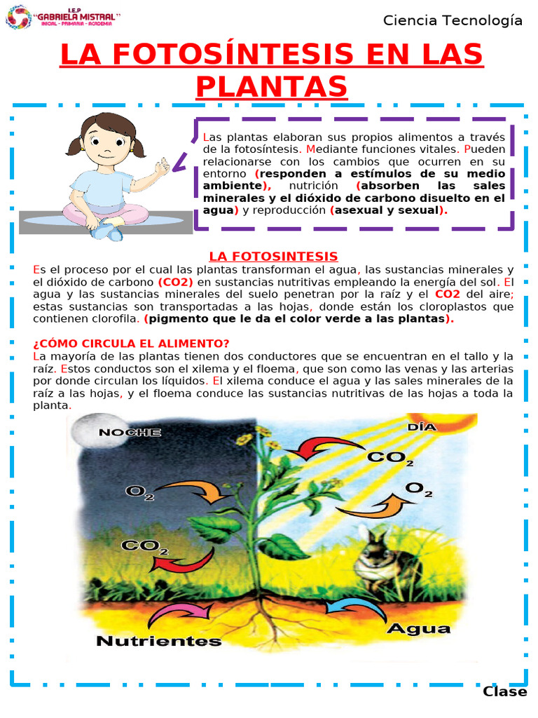 Proceso de Fotosíntesis en Plantas | PDF