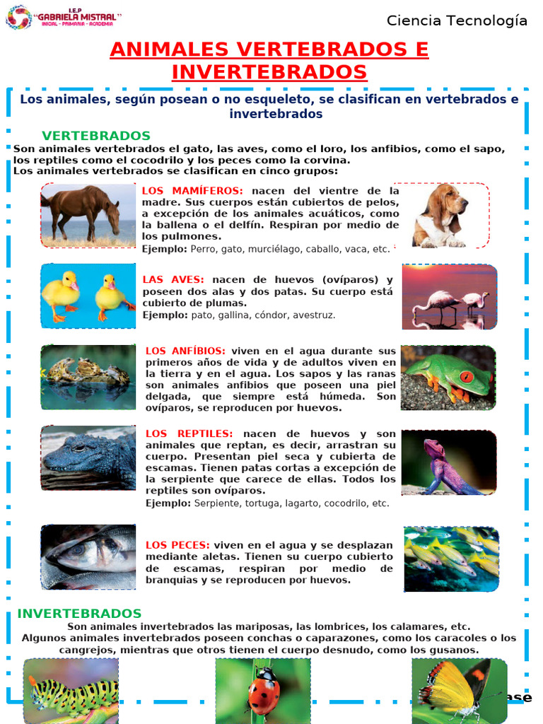 ANIMALES VERTEBRADOS E INVERTEBRADOS Clase | PDF | Reptil | Vertebrados