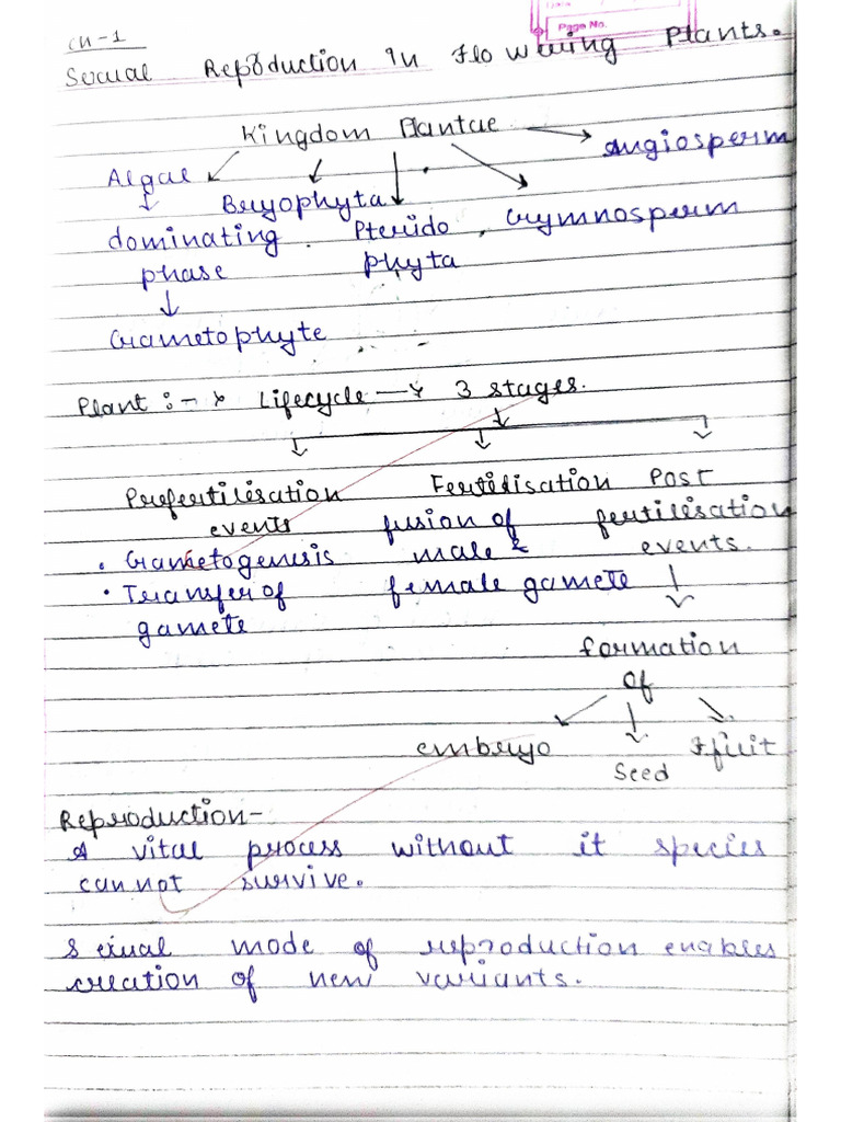 Class Notes Human Reproduction Class-12 | PDF