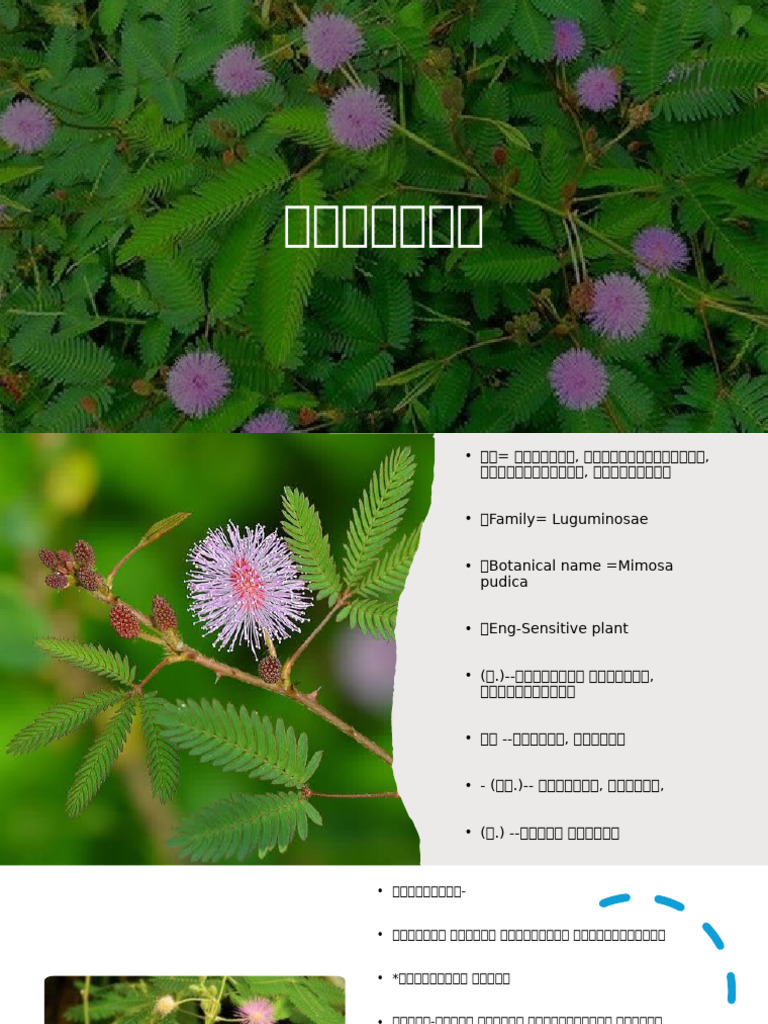 Sadiya Presentation | PDF