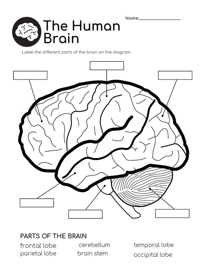 The Human Brain Labeling Activity Worksheet | PDF