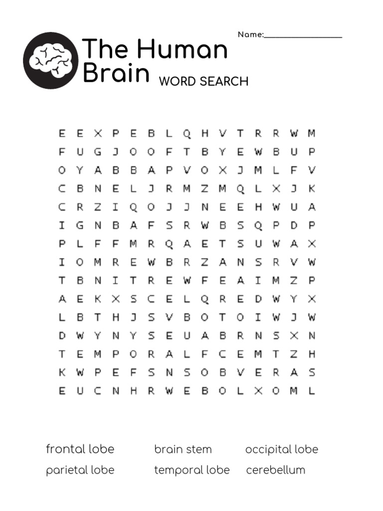 The Human Brain Word Search Worksheet | PDF