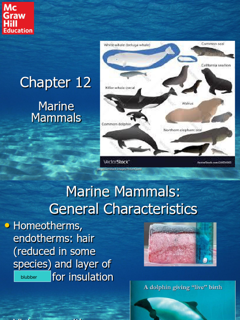 Marine+Mammals+Part+1 +carnivores | PDF | Pinniped | Whales