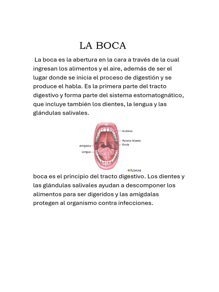 Funciones de la boca en la digestión | PDF