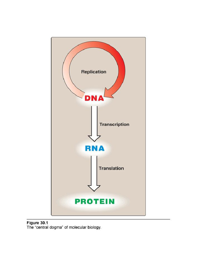 Central Dogma | PDF