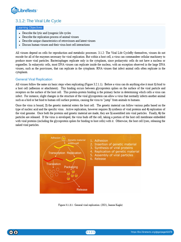 Animal and Bacteriophage Viral Life Cycles | PDF | Virus | Bacteriophage