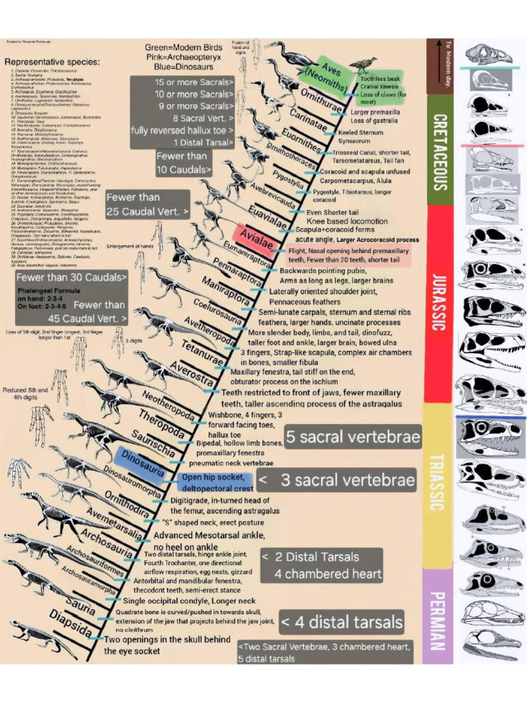 Bird Evolution | PDF