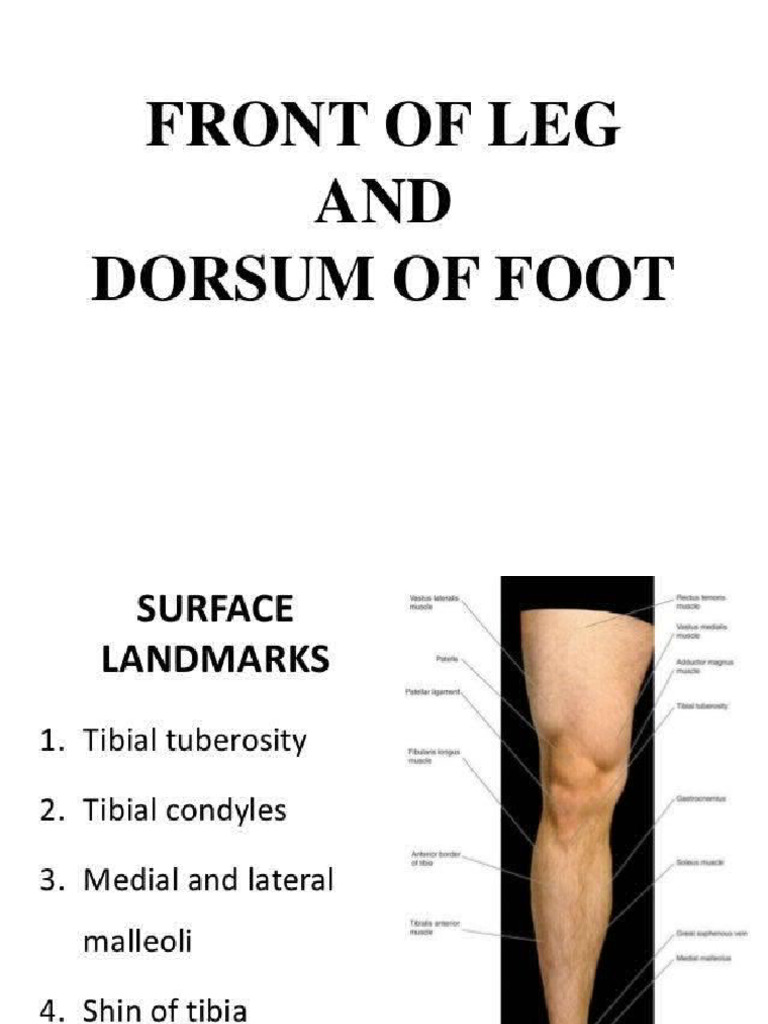 Dorsum of Foot | PDF