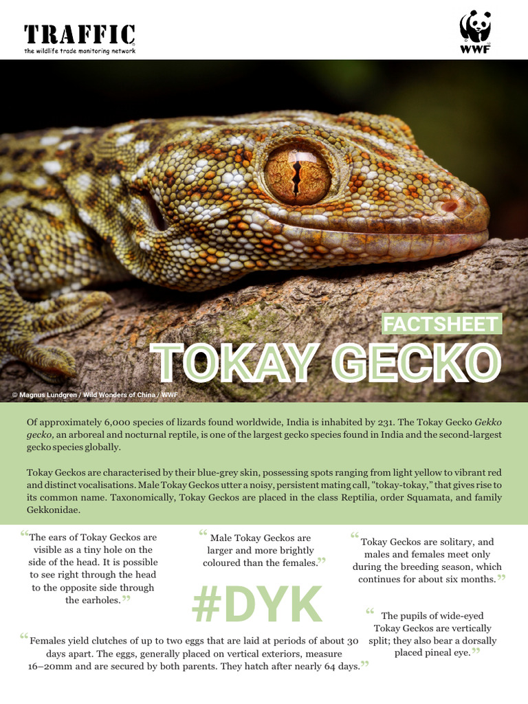 Tokay Gecko Conservation in India | PDF | Poaching | Crime & Violence