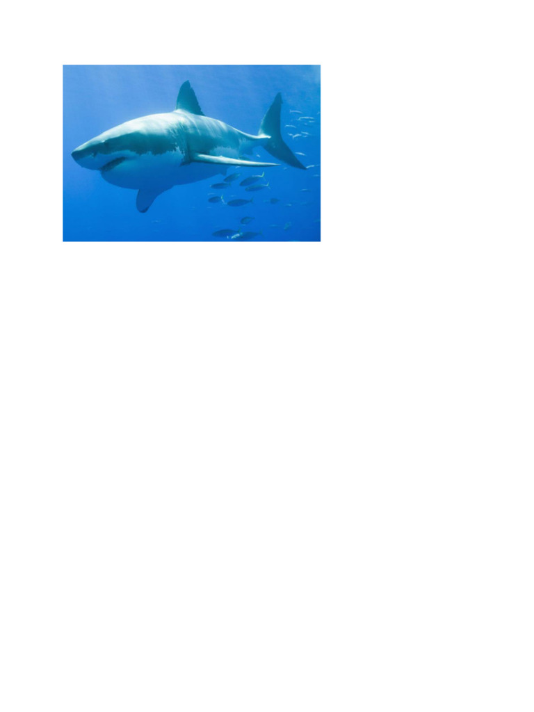 Hiu | PDF