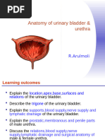 Ligaments of Urinary Bladder | PDF