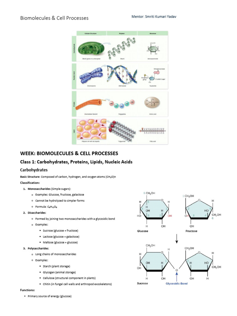Biomolecules & Cell Processes | PDF | Enzyme | Photosynthesis