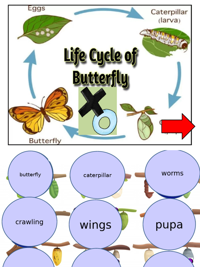 Life Cycle of A Butterfly Tic Tac Toe 163535 | PDF