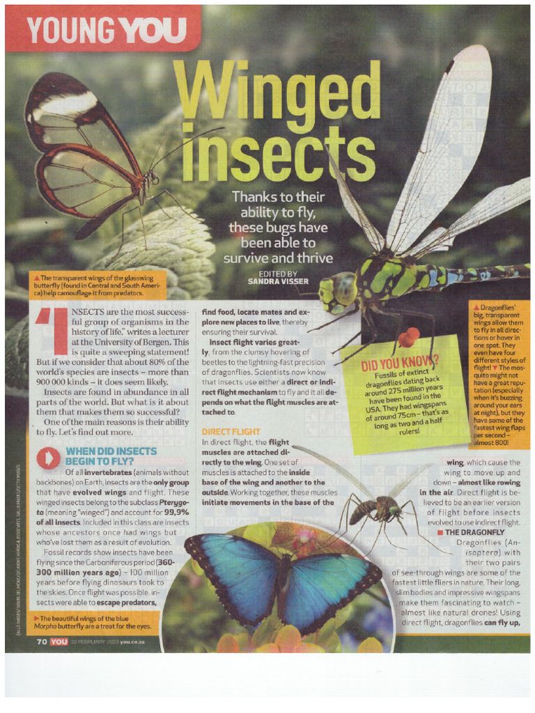 Young You - Winged Insects | PDF