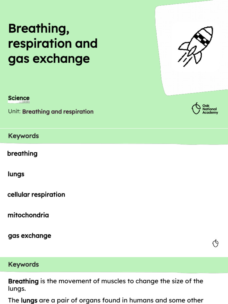 7ca Muscles and Breathing | PDF | Breathing | Respiratory System