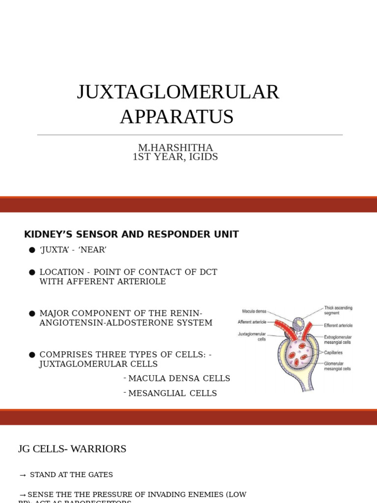Juxtaglomerular Apparatus 11 | PDF | Angiotensin | Kidney