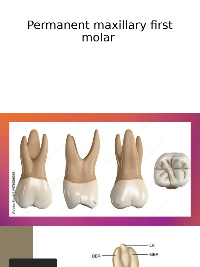 Permanent Maxillary First Molar | PDF