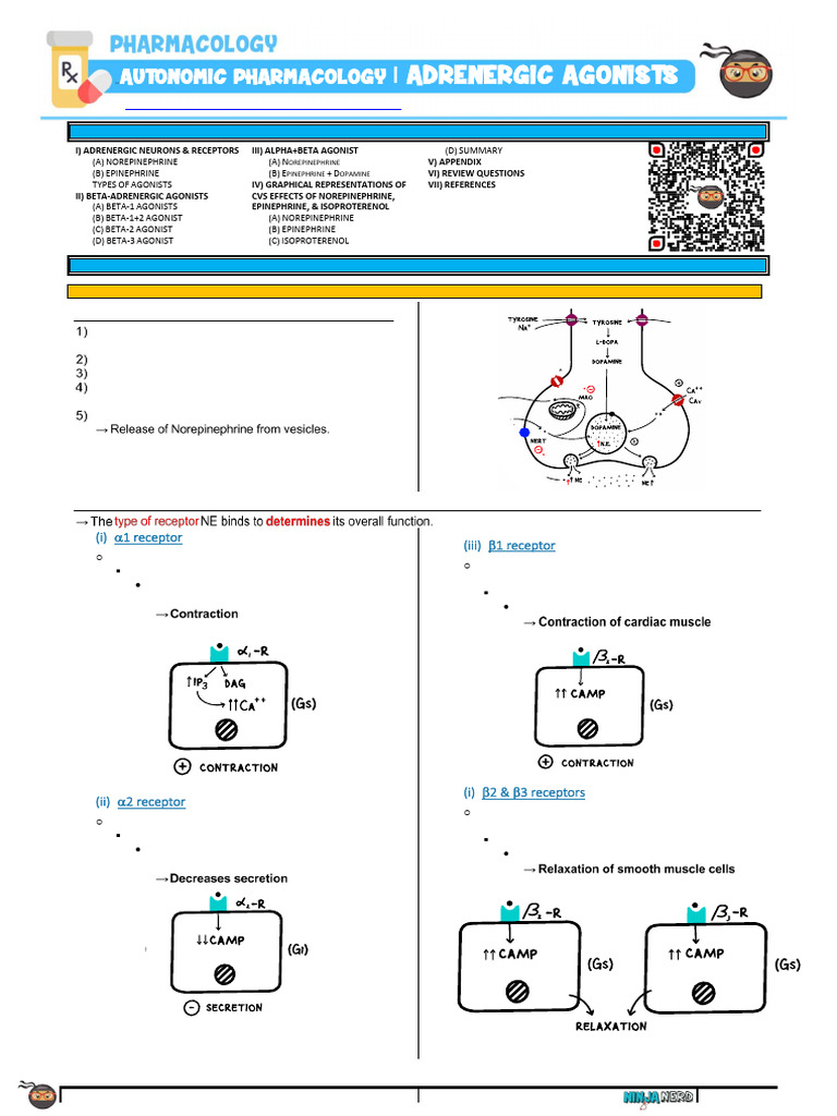 Autonomic Pharmacology Adrenergic Agonists 2 Atf Pdf Blood