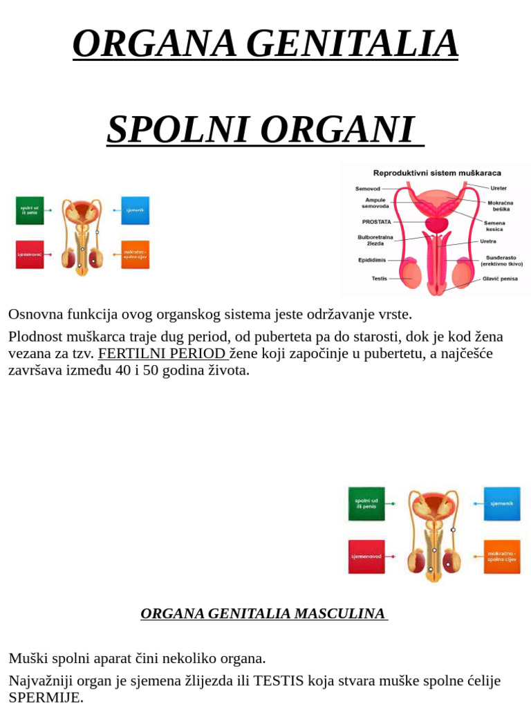 Organa Genitalia Muški Spolni Organ | PDF