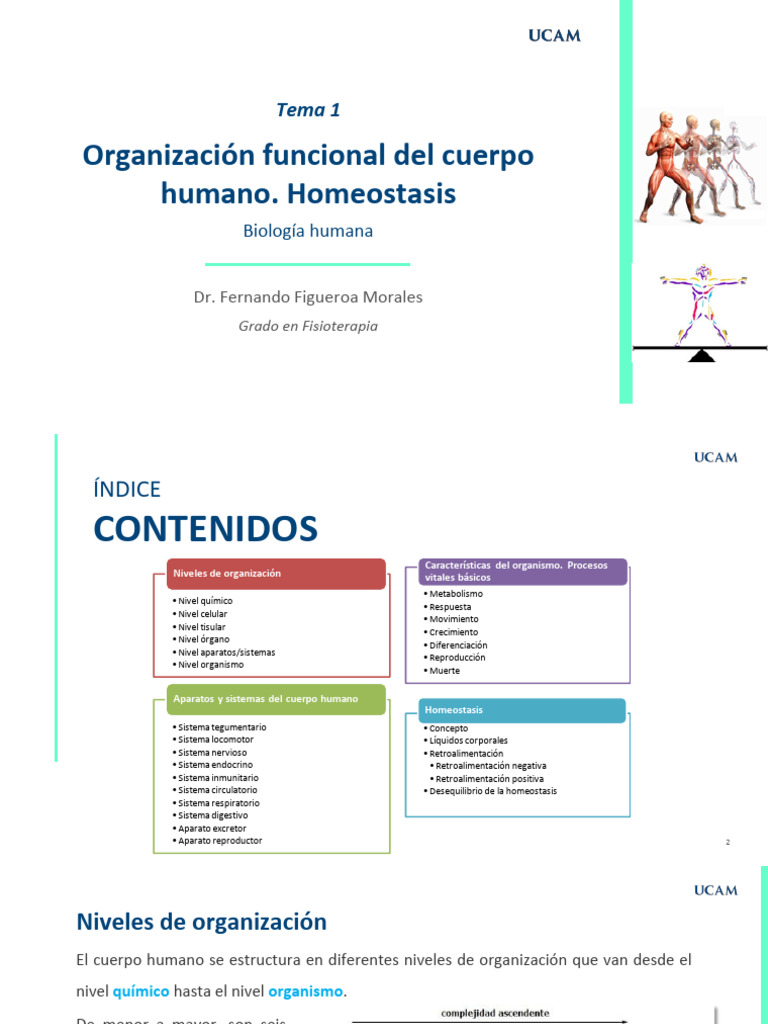 Tema 1. Organización Funcional Del Cuerpo Humano y Homeostasis | PDF ...