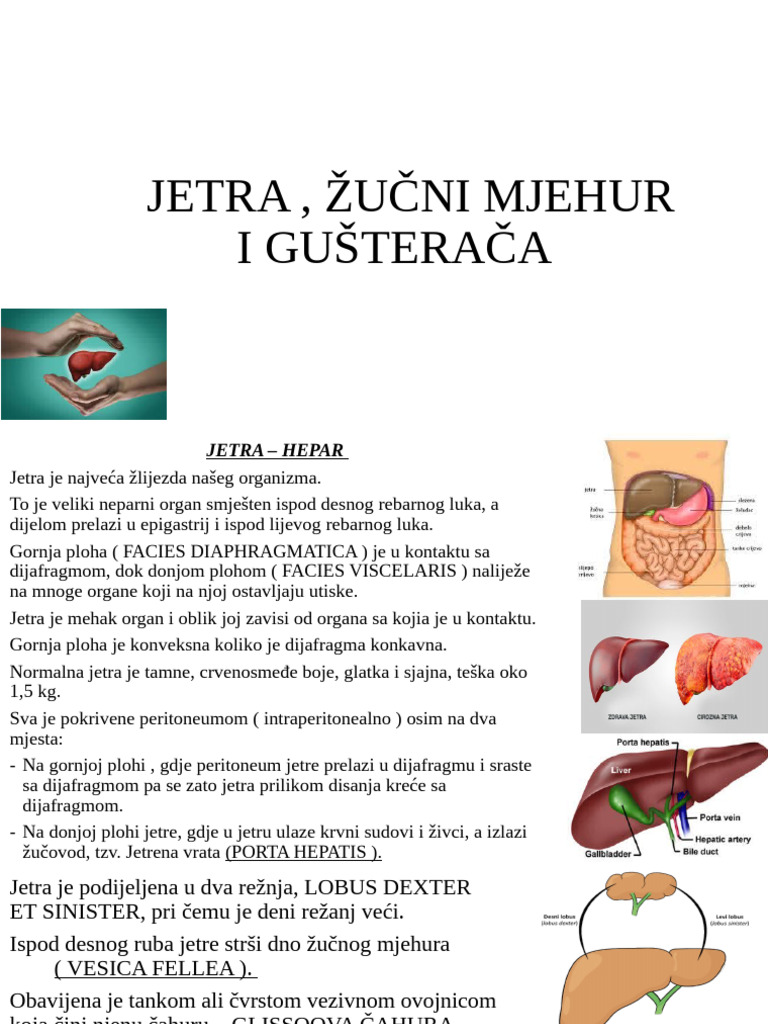 Jetra, Žučni Mjehur I Gušterača-1 | PDF