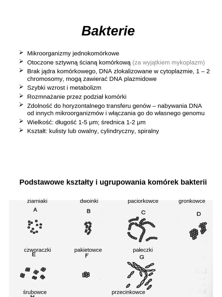 Bak Terie | PDF