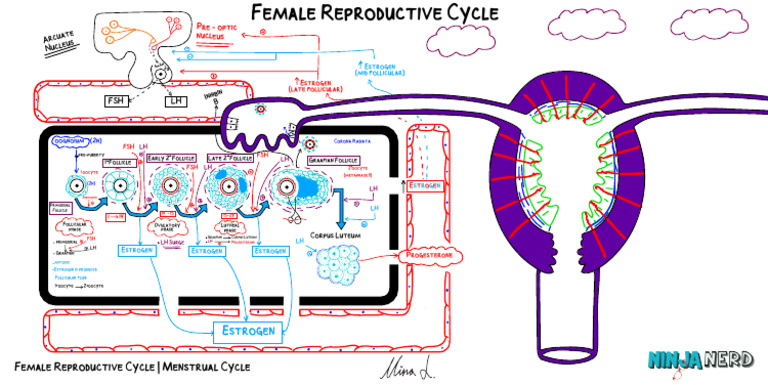 Female Reproductive Cycle Menstrual Cycle Atf | PDF | Luteinizing ...