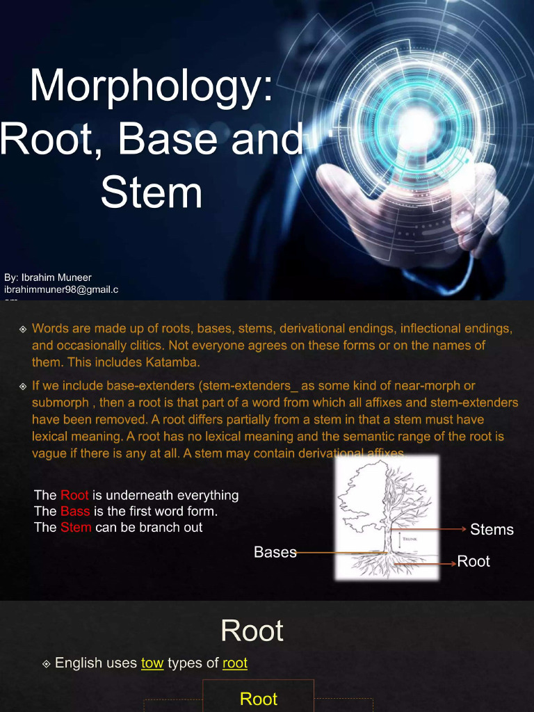 Root, Base and Stem (Morphology) - 1 | PDF