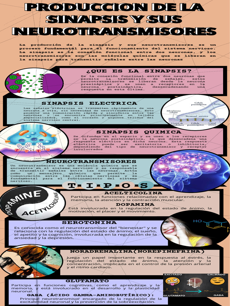 Infografia de La Produccion de Sinapsis y Sus Neurotransmisores | PDF | Sinapsis | Neurotransmisor