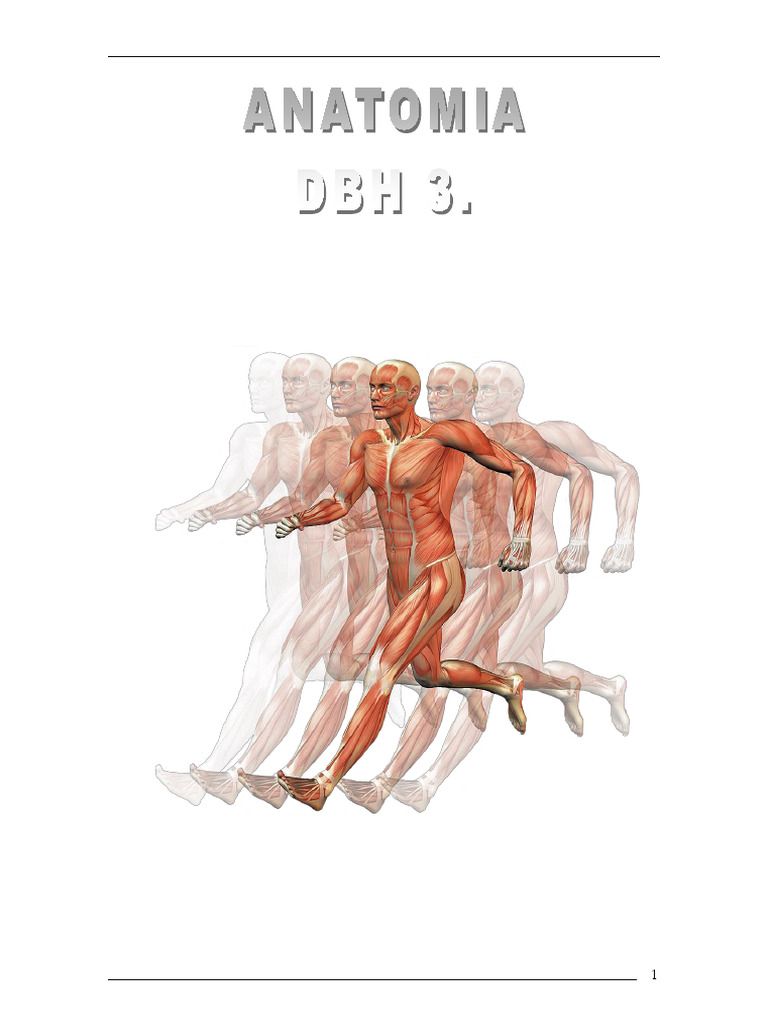 Giza Anatomia DBH 2 | PDF