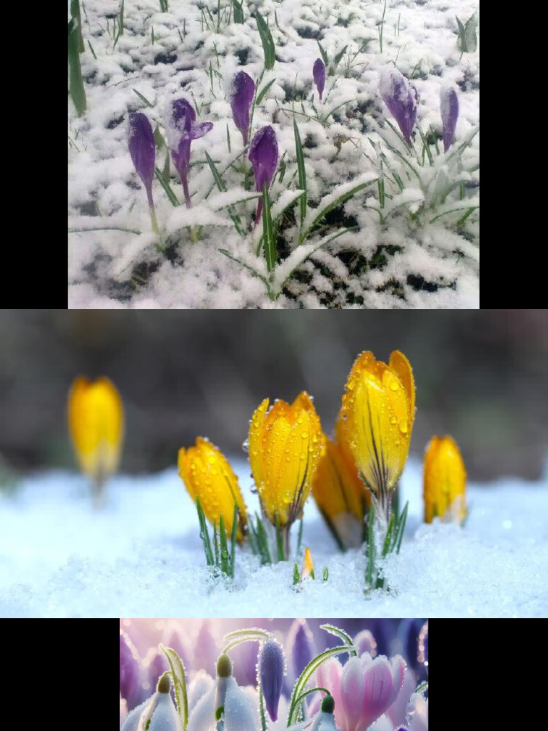 Flori de Primavara 2024 | PDF