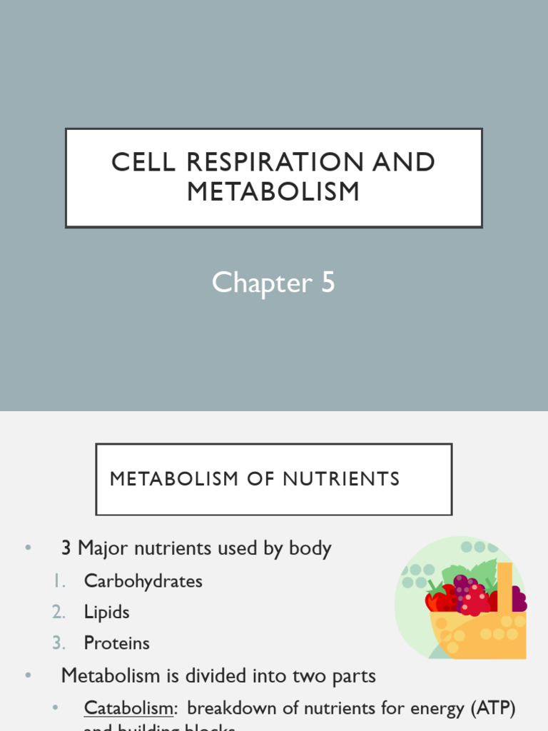 CH 5 Cell Respiration | PDF | Cellular Respiration | Adenosine Triphosphate