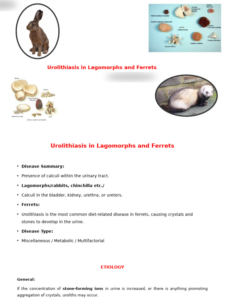 Urolithiasis in Game Animals | PDF | Clinical Medicine | Genitourinary ...